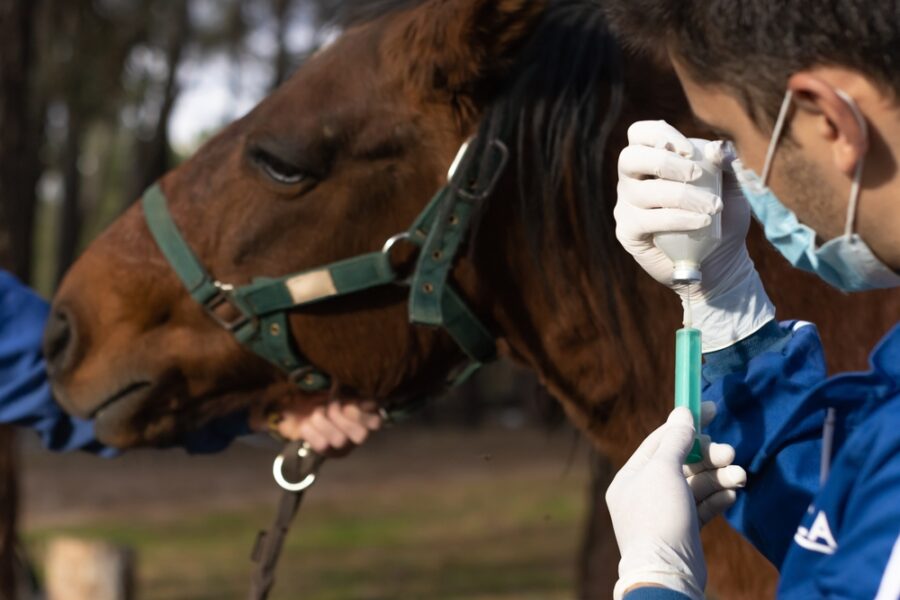 How Can Horse Owners Manage an Equine Influenza Outbreak